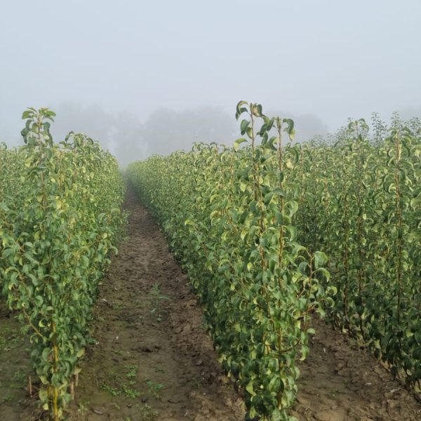 Pepiniera Aiud - Pomi Fructiferi, Vita de vie, Trandafiri, Arbusti