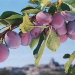 Arhive Prun - Pepiniera Szekely