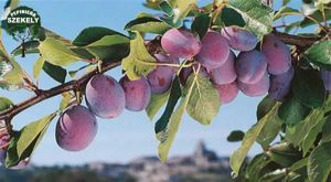 Soiuri de prun - Agen, Anna Spath, Bistrita, President, Renclod Althan