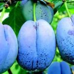 Arhive Prun - Pepiniera Szekely